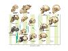 'The Increase in Hominid Cranial Capacity over Time. Evolution' Posters ...