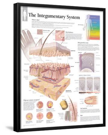 'The Integumentary System Wall' Posters | AllPosters.com