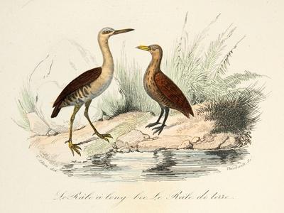 'The Long-Billed Rail and the Ground Rail, 18Th Century (Engraving ...