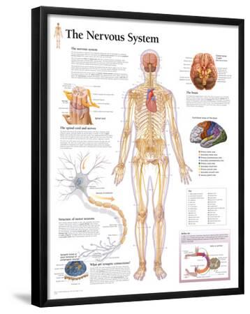 'The Nervous System Educational Chart Poster' Prints | AllPosters.com