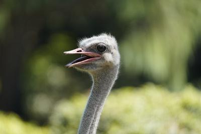 'The North African Ostrich or Red-Necked Ostrich (Struthio Camelus ...