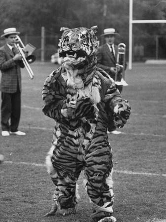 'The Princeton Mascot, a Tiger' Photographic Print | AllPosters.com