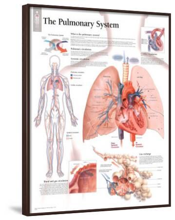 'The Pulmonary System Educational Chart Poster' Photo | AllPosters.com