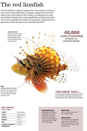 The red lionfish. Photographic Print | AllPosters.com