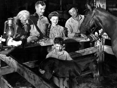 'The Red Pony, Louis Calhern, Shepperd Strudwick, Myrna Loy, Peter ...