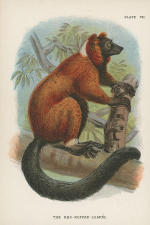 'The Red-Ruffed Lemur' Giclee Print | AllPosters.com