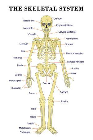 'The Skeletal System Anatomical Chart Scientific' Prints | AllPosters.com