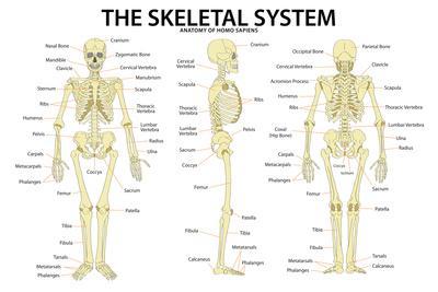 Anatomy And Physiology Skeletal System