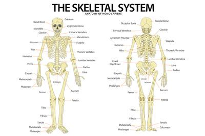 'The Skeletal System Anterior andior View Anatomical Chart Scientific ...