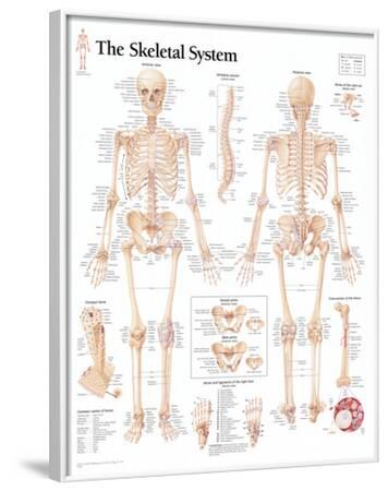 'The Skeletal System Chart Poster' Prints | AllPosters.com