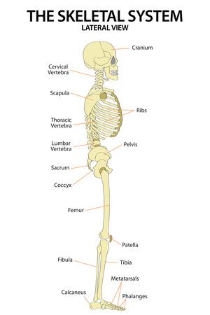 'The Skeletal System Lateral View Education Science Print Poster' Print ...