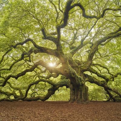 'The Tree Square-Edit OL' Photographic Print - Moises Levy | AllPosters.com