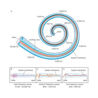 'The Two Sensory Organs of Balance' Poster - Encyclopaedia Britannica ...