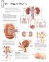 'Laminated The Urinary System Educational Chart Poster' Posters ...