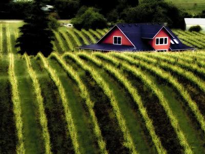'The Vineyards of Dundee Hills, Wine Country, Oregon, Usa' Photographic ...