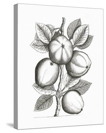 'Appel' Stretched Canvas Print - The Vintage Collection | AllPosters.com