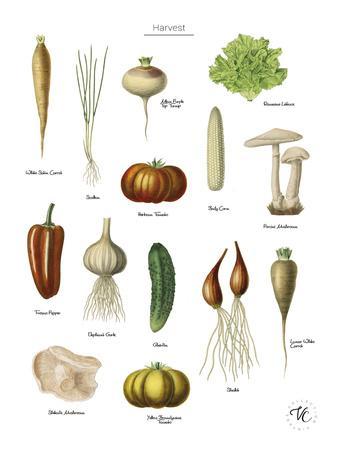 'Discovery Charts - Harvest' Giclee Print - The Vintage Collection ...
