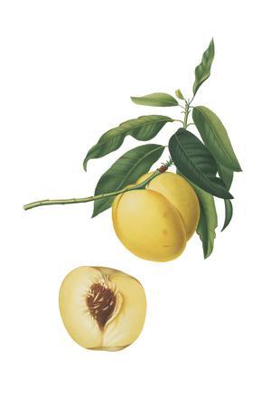 'Pesca Bianca' Giclee Print - The Vintage Collection | AllPosters.com