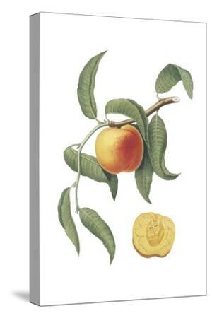 'Pesca Gialla' Stretched Canvas Print - The Vintage Collection ...