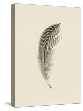 'Quavering Quill' Stretched Canvas Print - The Vintage Collection ...