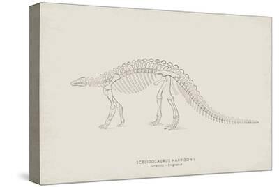 Scelidosaurus Stretched Canvas Print - The Vintage Collection ...