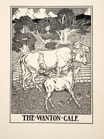 'The Wanton Calf, from A Hundred Fables of Aesop, Pub.1903 (Engraving ...