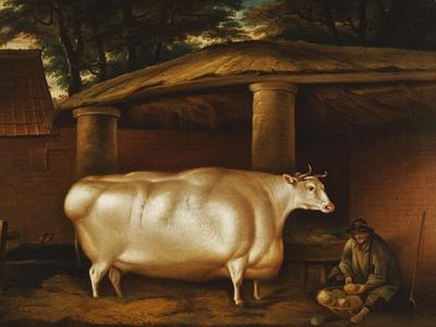 'The White Heifer That Travelled, with a Man Slicing Turnips in a ...