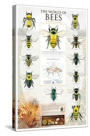 'The World Of Bees' Stretched Canvas Print | AllPosters.com