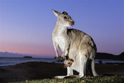 'Eastern Gray Kangaroo' Photographic Print - Theo Allofs | AllPosters.com