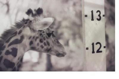 'Giraffe and Friends Falcon Ridge Texas' Photographic Print - Theo ...