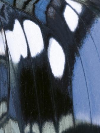 'Fleeting Flourish - Float' Giclee Print - Thomas Hazlehurst ...