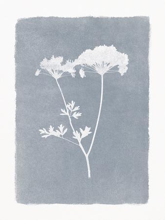 'Floral Silhouette - Bloom' Giclee Print - Thomas Hazlehurst ...