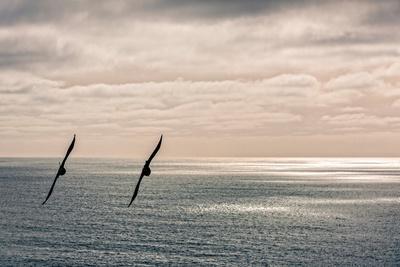 Silhouette of two crows flying over the Pacific ocean, Pacifica, San ...