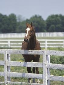 'Thoroughbred Race Horse, Kentucky Horse Park, Lexington, Kentucky, USA ...