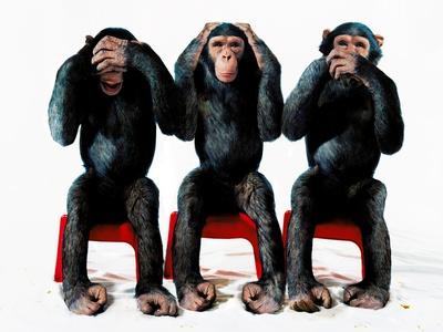 'Three chimpanzees' Photographic Print - Holger Scheibe | AllPosters.com