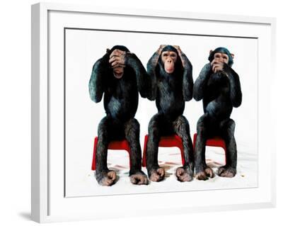 'Three chimpanzees' Photographic Print - Holger Scheibe | AllPosters.com