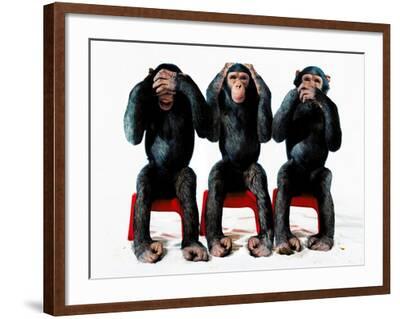 'Three chimpanzees' Photographic Print - Holger Scheibe | AllPosters.com