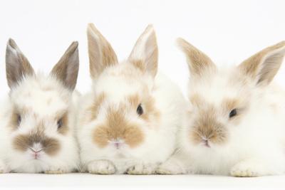 'Three Cute Baby Rabbits in a Row' Photographic Print - Mark Taylor ...