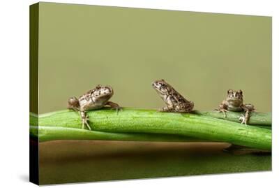 'Three Frogs' Stretched Canvas Print | AllPosters.com
