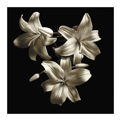 'Three Lilies' Giclee Print - Michael Harrison | AllPosters.com
