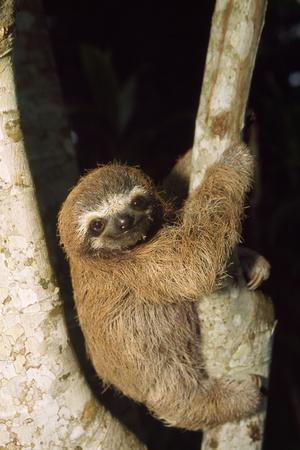 'Three-Toed Sloth' Photographic Print | AllPosters.com
