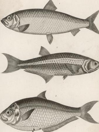 'Three Types of Herring: 1. Common Herring 2. Silver-Striped Herring 3 ...