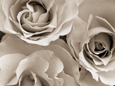'Three White Roses' Photographic Print - Robert Cattan | AllPosters.com