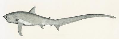 'Thresher Shark or Fox Shark, Specimen Catches off Newport, Rhode ...