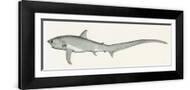 Thresher Shark or Fox Shark, Specimen Catches off Newport, Rhode Island ...