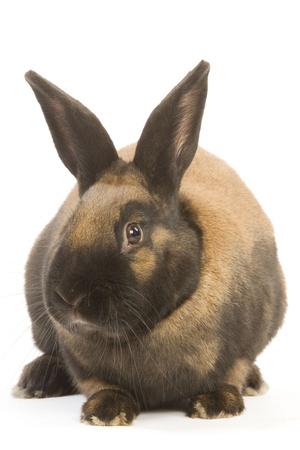 'Thuringer Rabbit in Studio' Photographic Print | AllPosters.com