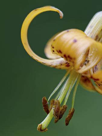 'Tiger Lily (Columbian Lily) (Oregon Lily) (Lilium Columbianum), Idaho ...