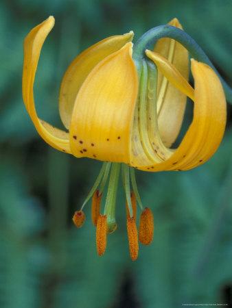 'Tiger Lily, Olympic National Park, Washington, USA' Photographic Print ...