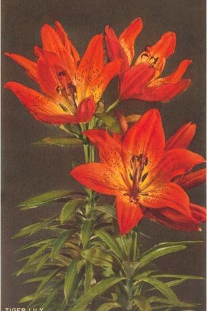 'Tiger Lily' Posters | AllPosters.com