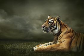 'Tiger Looking And Sitting Under Dramatic Sky With Clouds' Photographic ...